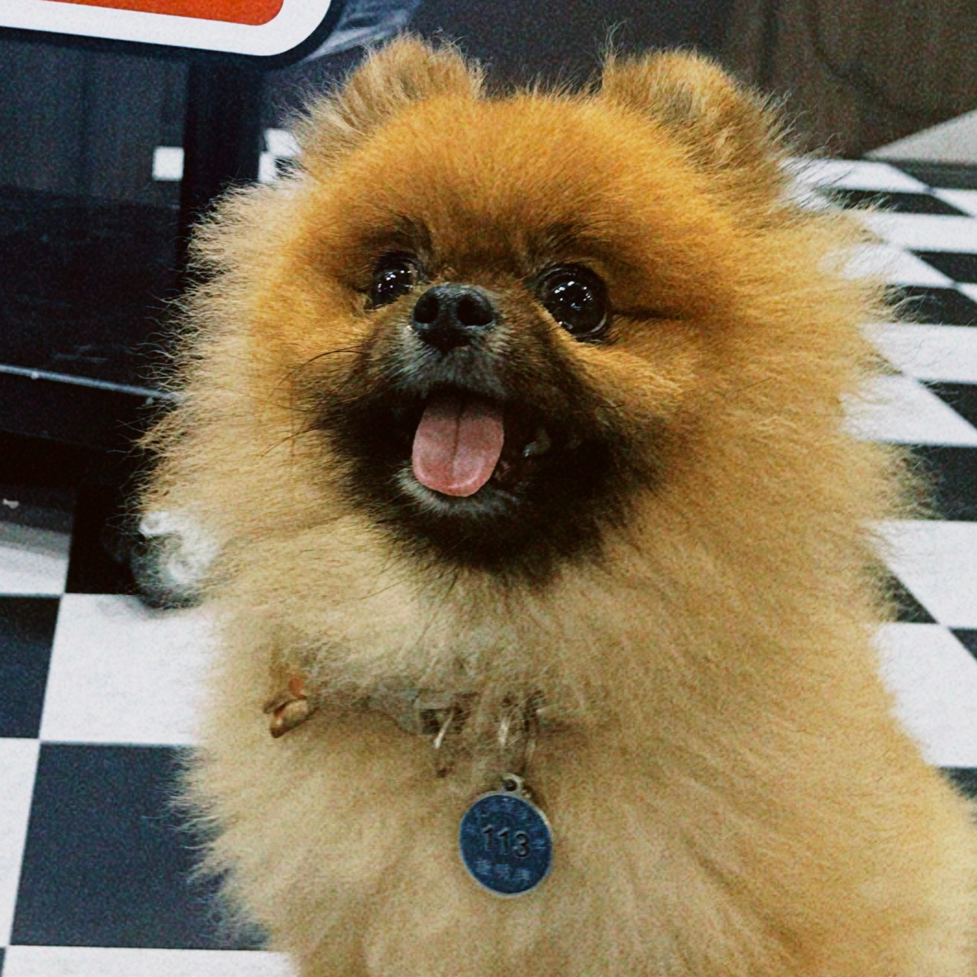 Hello pets 寵物商城 | LINKGOODS